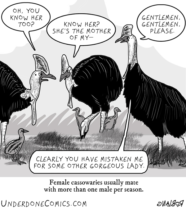 Four Steps to Building a Traditional Cassowary Family