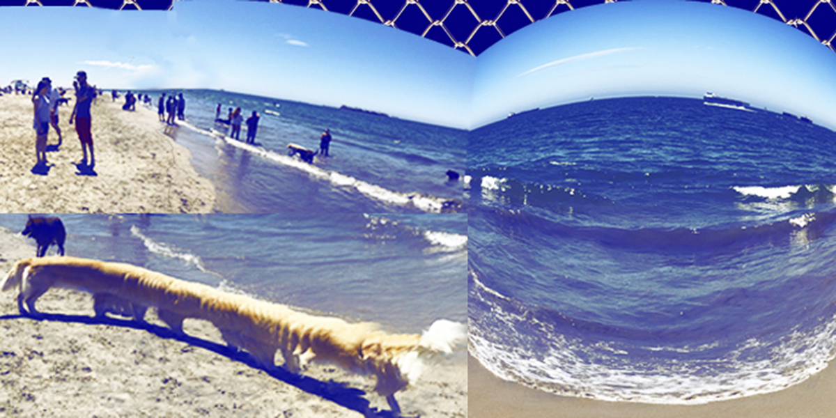 Off-Leash in Long Beach - Cultural Daily